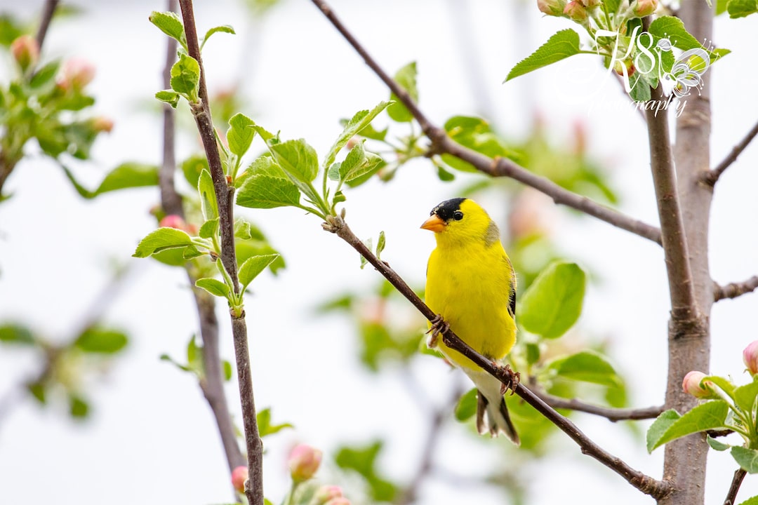 Goldfinch, Landscape, Photography, Wildlife, Bird, Spring, Apple ...