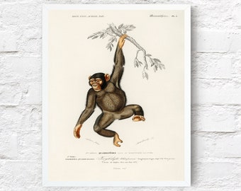 Primate Poster - Etsy