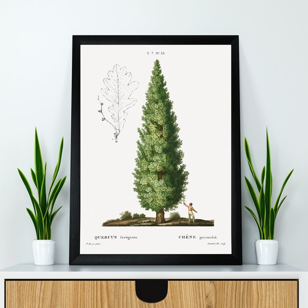 Oak Tree Print - Etsy UK