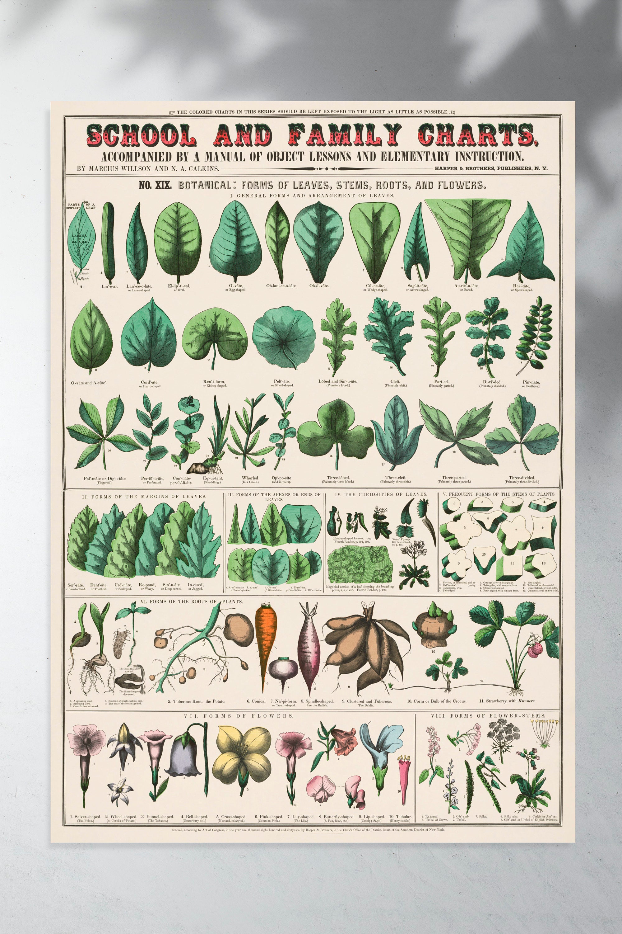 Botanical School and Family Chart Forms of Leaves, Stems, Roots ...