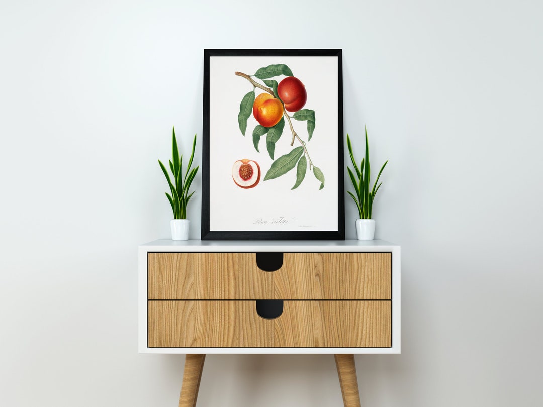 Vintage Peach Illustration Poster Print Wall Hanging Decor A4 A3 A2 - Etsy