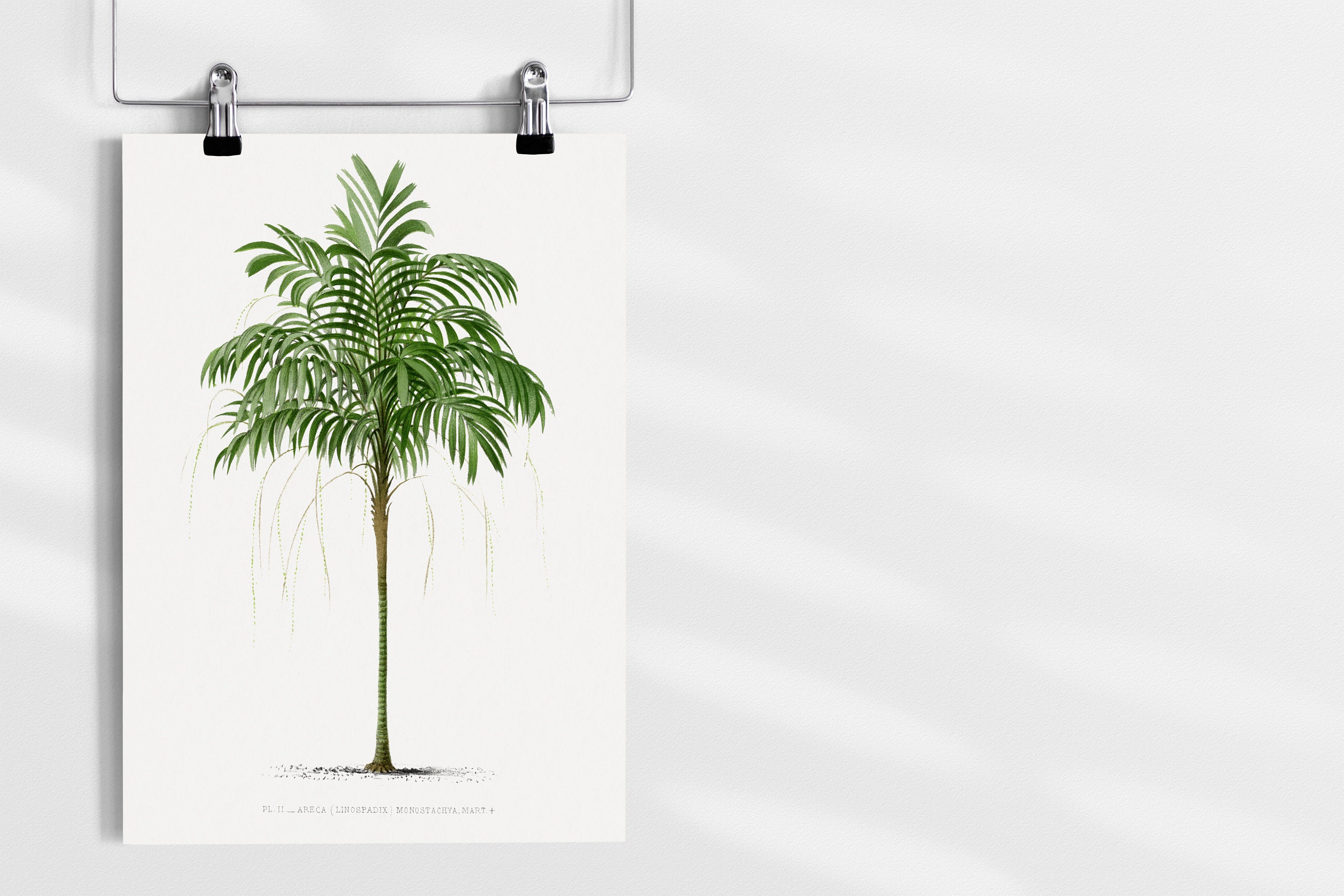 Vintage Palm Tree Illustration | Palm Tree Wall Art | Tropical Wall Art ...