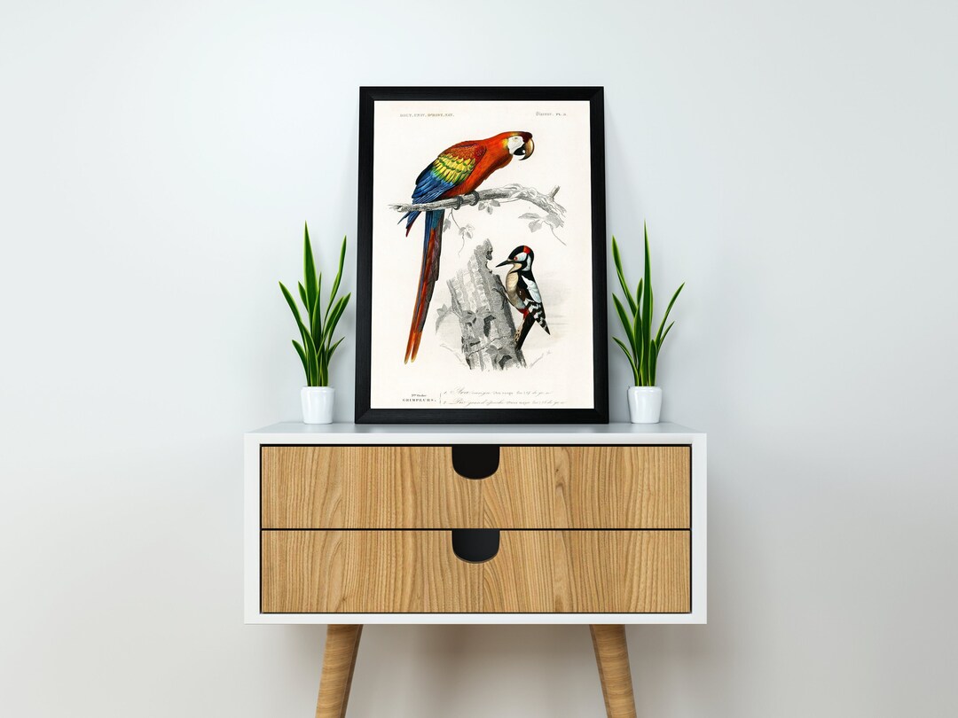 Exotics Birds Wall Art Tropical Wall Art Bird Prints Wall Art Bird ...