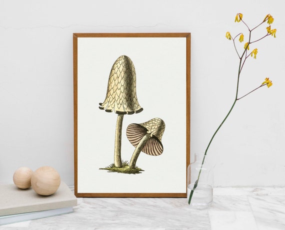 Vintage Inky Cap Edible Mushroom Fungi Nature Botanics - Etsy