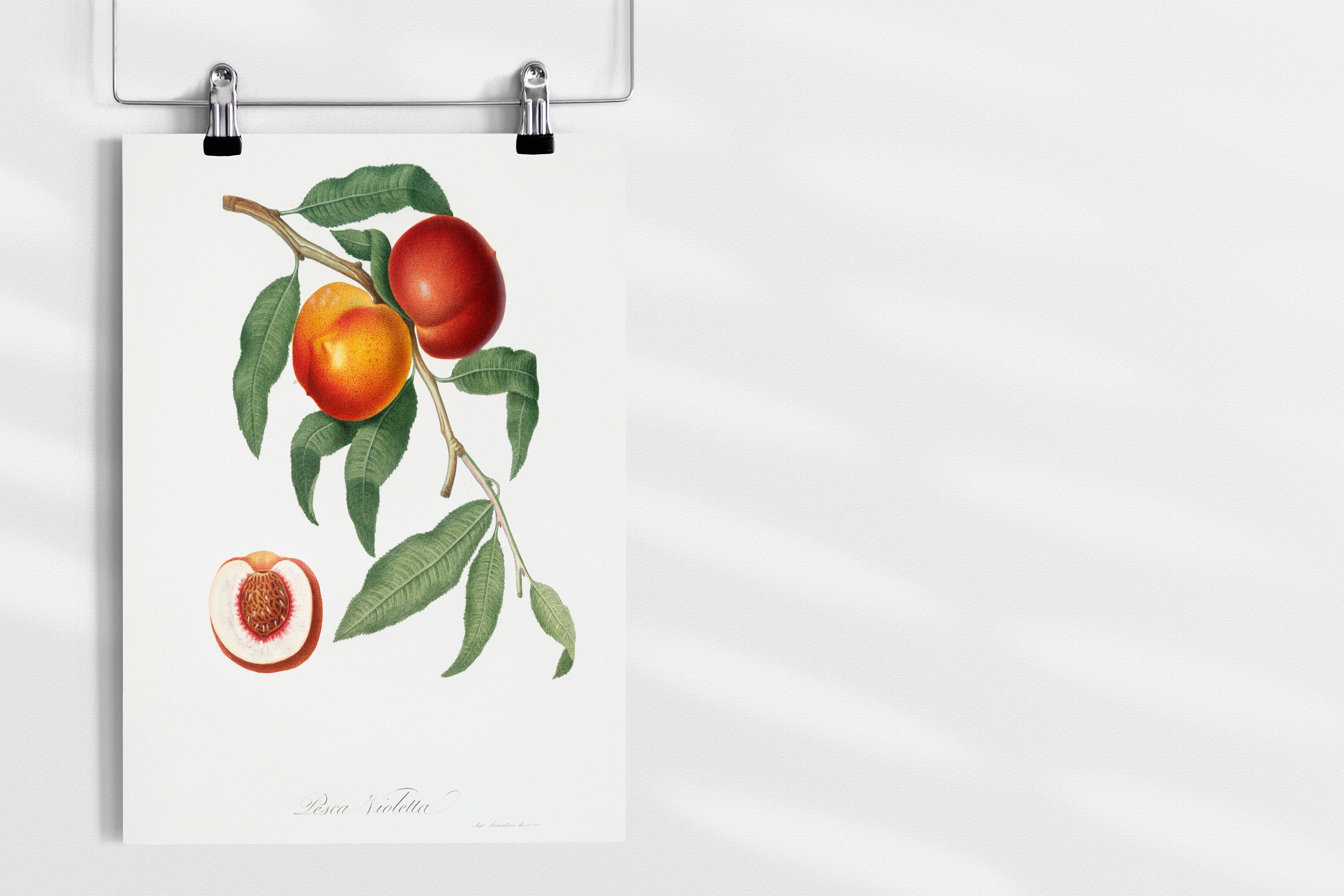 Vintage Peach Illustration Poster Print Wall Hanging Decor A4 A3 A2 - Etsy