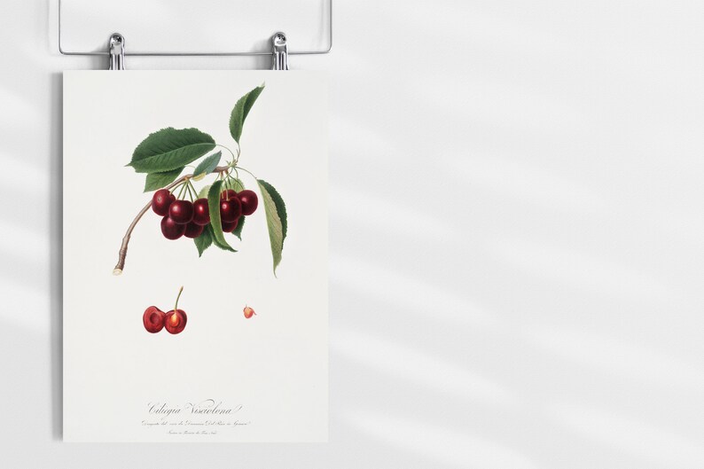 Vintage Cherry Illustration Poster Print Wall Hanging Decor A4 A3 A2 - Etsy