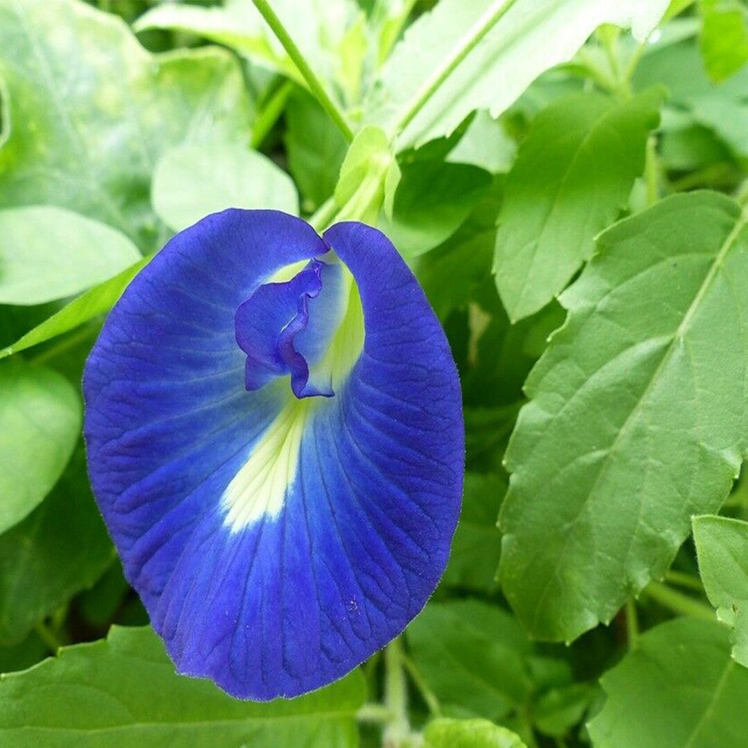 20 Butterfly Pea Organic Seeds Makes a Color Changing Herbal - Etsy