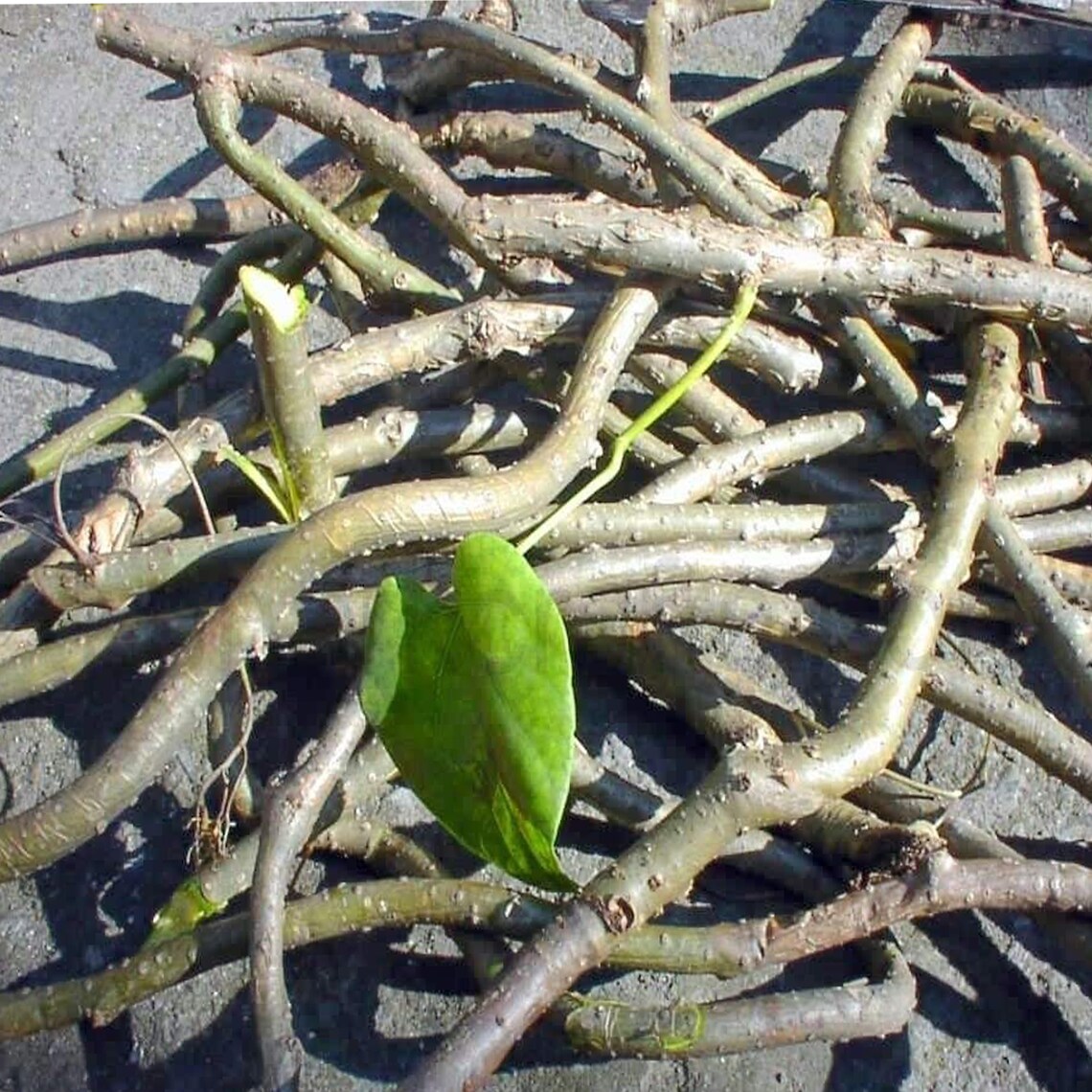 Tinospora cordifolia Stem Heart-Leaved Moonseed Giloy For | Etsy