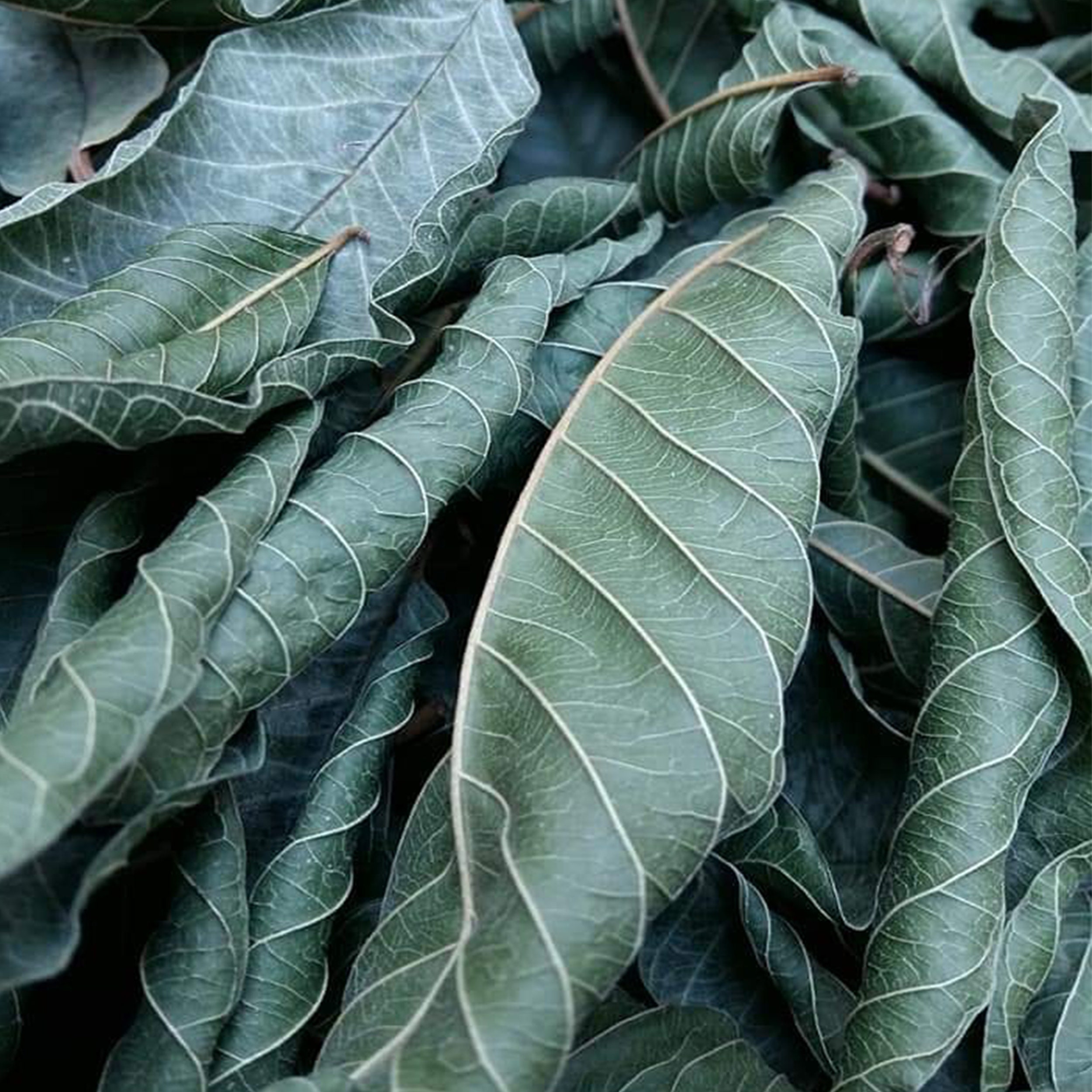 Organic Guava Leaves, Guava Leaf Tea - Pure Herbal Tea - Etsy
