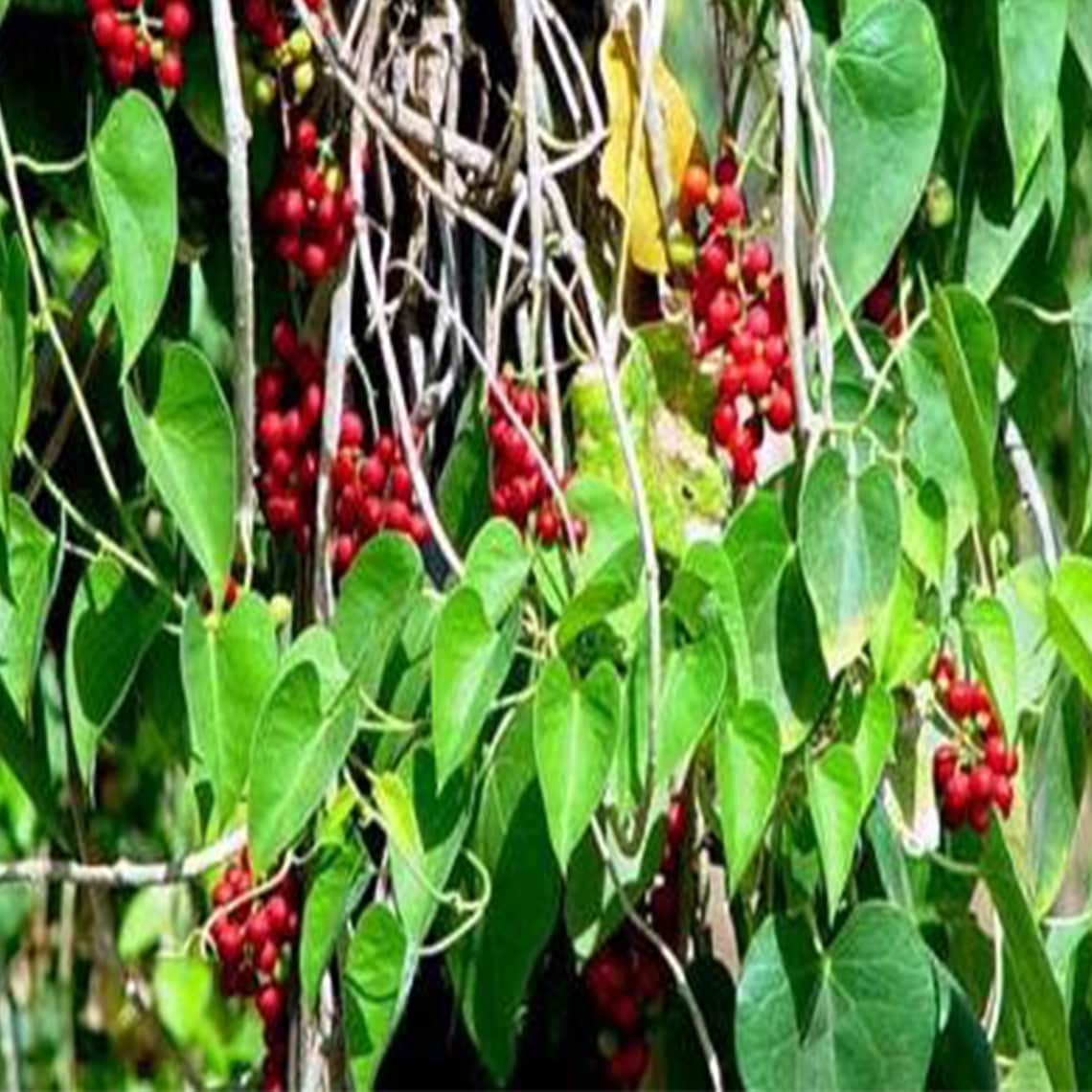 Tinospora cordifolia Stem Heart-Leaved Moonseed Giloy For | Etsy