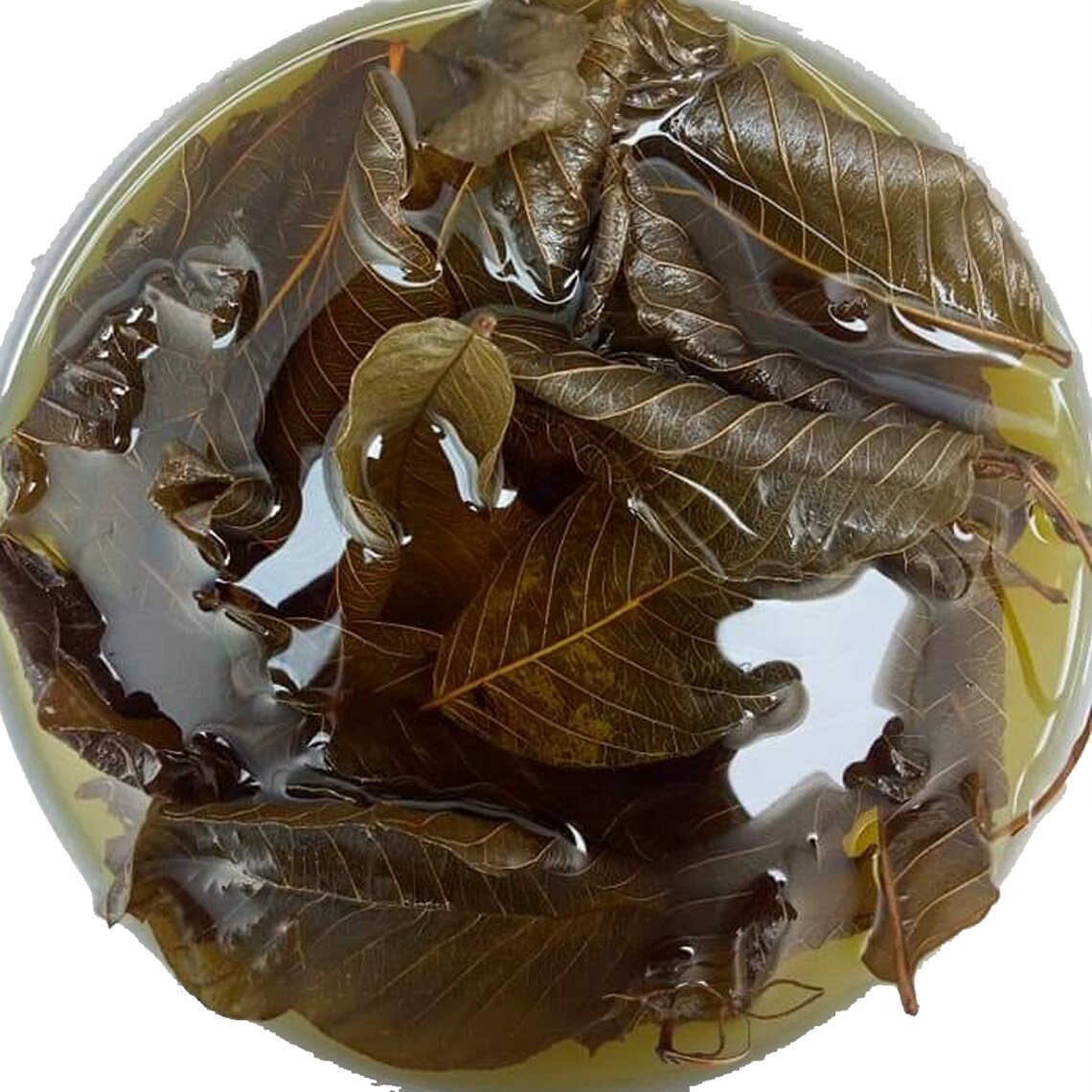 Organic Guava Leaves Guava Leaf Tea Pure Herbal Tea - Etsy