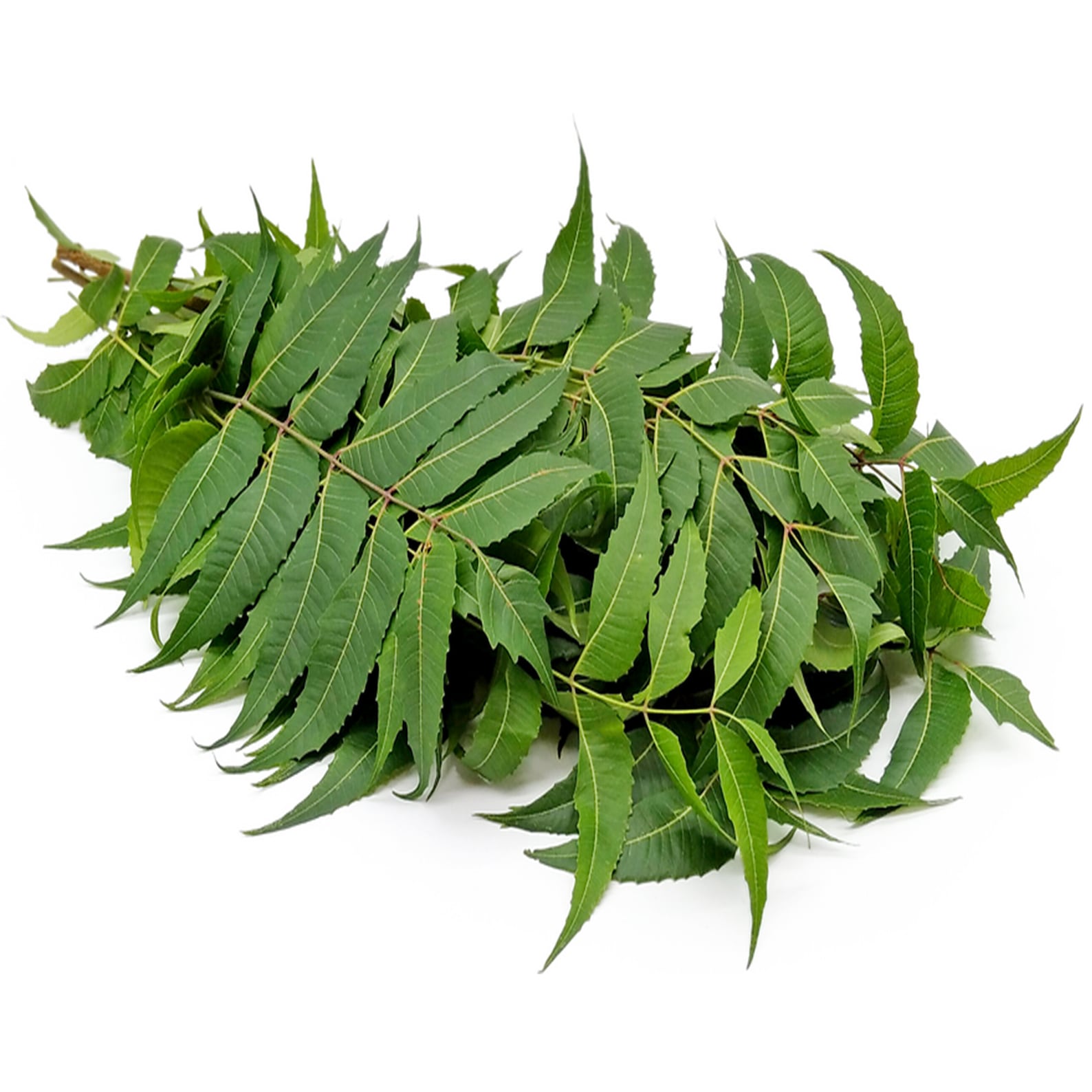 Organic Neem Leaf Leaves Neem Leaf Neem Leaves Dried Neem Leaf - Etsy