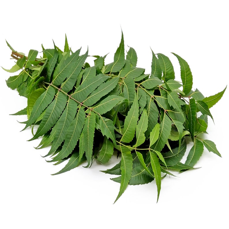 Organic Neem Leaf Leaves Neem Leaf Neem Leaves Dried Neem Leaf - Etsy