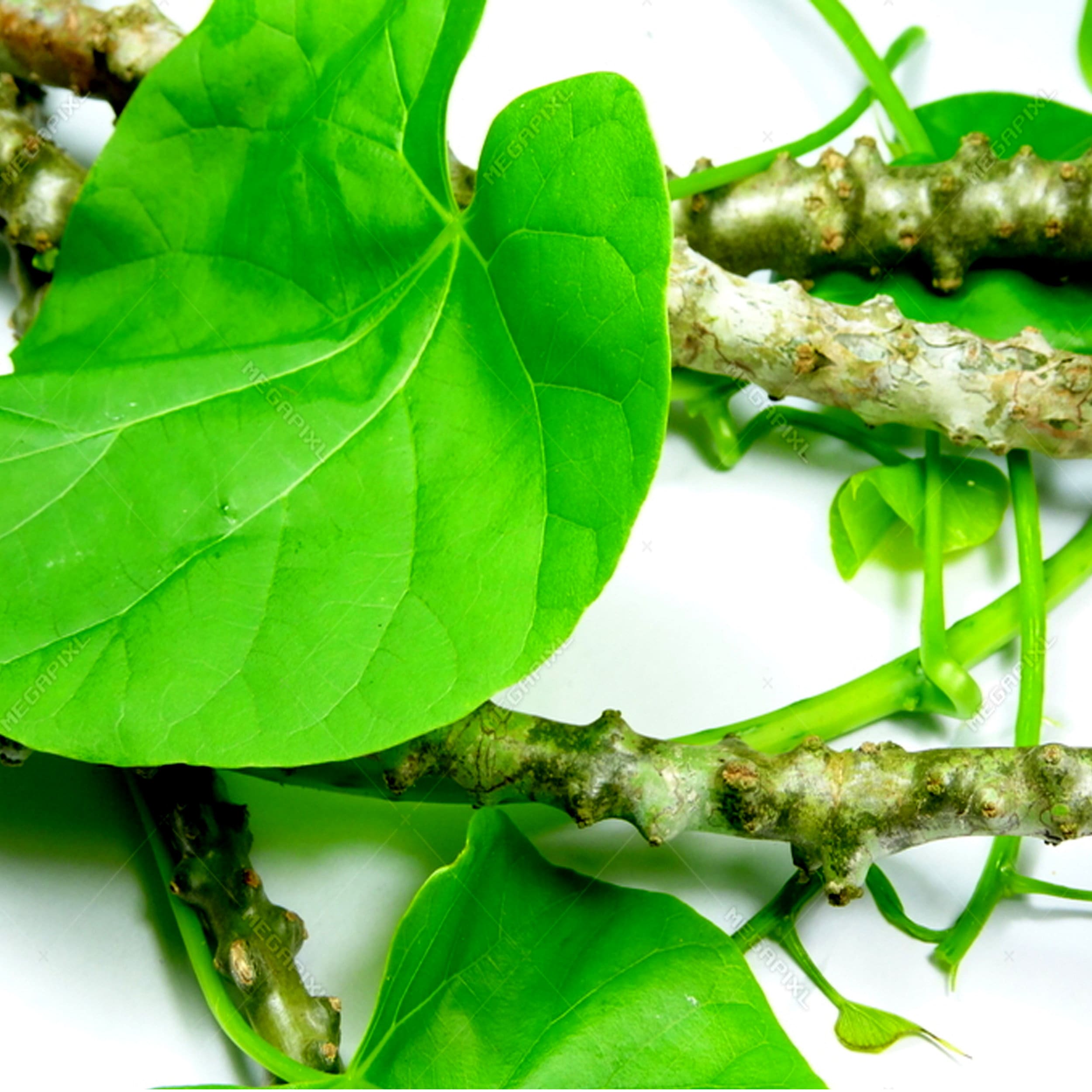 Tinospora Cordifolia Stem Heart-leaved Moonseed Giloy for - Etsy