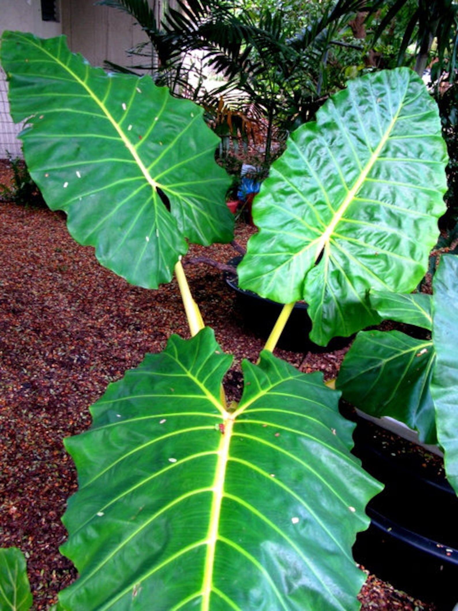 Yellow Stem Alocasia Macrorrhiza Lutea... Spectacular !! - Etsy