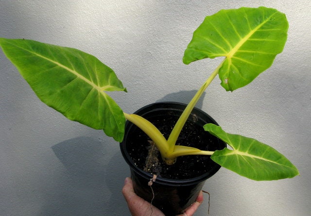 Yellow Stem Alocasia Macrorrhiza Lutea... Spectacular !! - Etsy