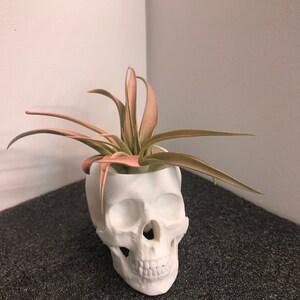 3D Printed Skull Pots/planters - Etsy