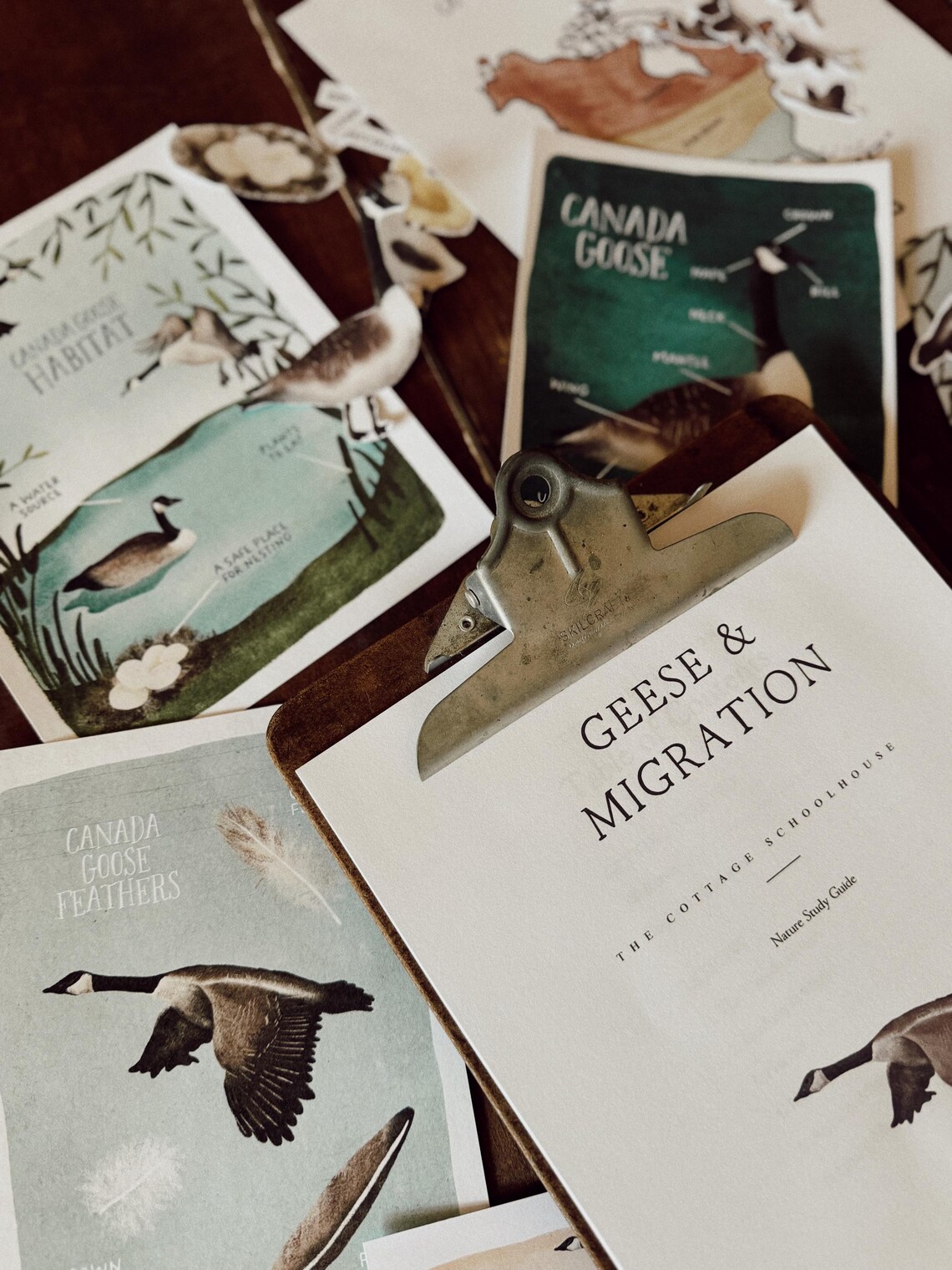 Geese & Migration | 6 Lesson Guide | Unit Study Exploring Canada Geese ...