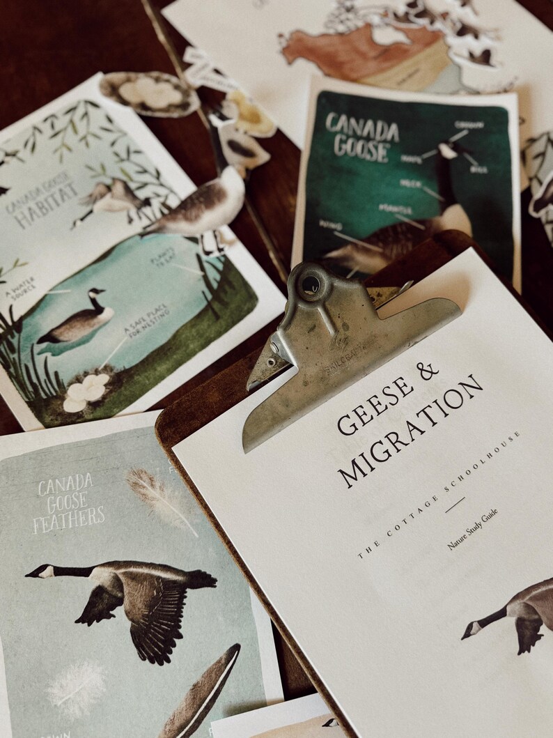 Geese & Migration | 6 Lesson Guide | Unit Study Exploring Canada Geese ...