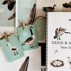 Geese & Migration | 6 Lesson Guide | Unit Study Exploring Canada Geese ...