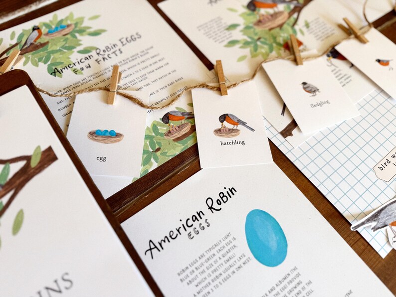 American Robin Guide | 5 Lesson Guide | Unit Study Exploring the Life ...