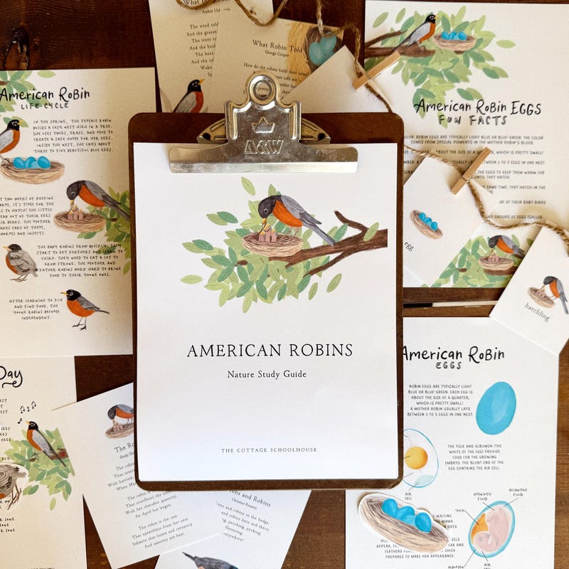 Robin Watercolor - Etsy