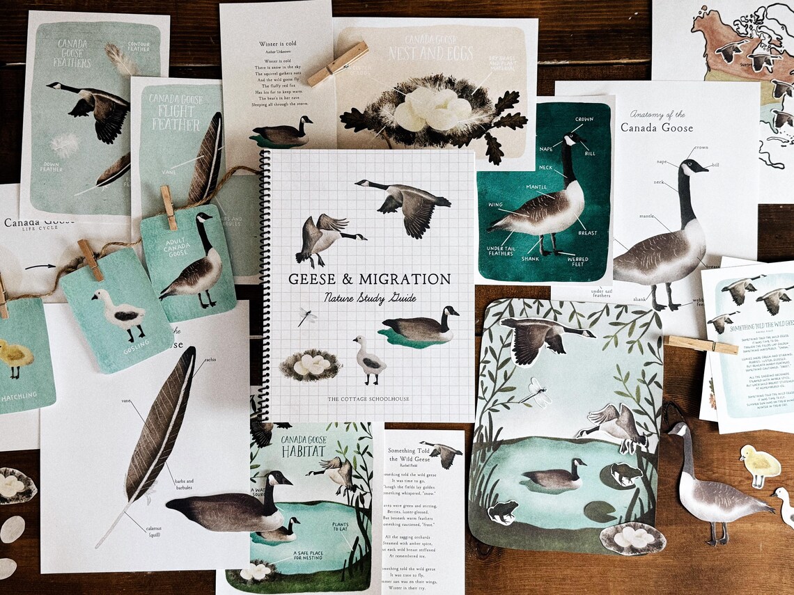 Geese & Migration | 6 Lesson Guide | Unit Study Exploring Canada Geese ...