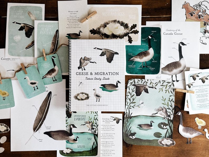 Geese & Migration | 6 Lesson Guide | Unit Study Exploring Canada Geese ...