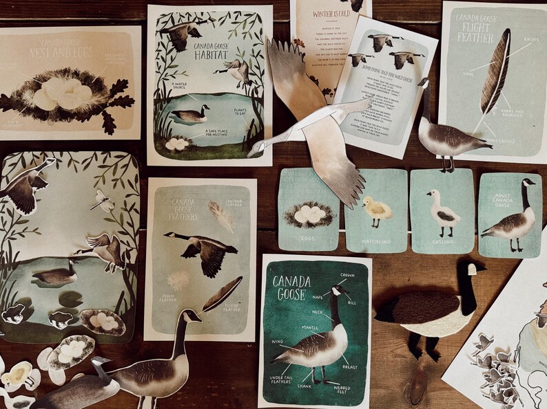 Geese & Migration | 6 Lesson Guide | Unit Study Exploring Canada Geese ...
