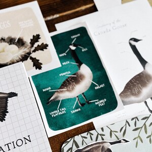 Geese & Migration | 6 Lesson Guide | Unit Study Exploring Canada Geese ...