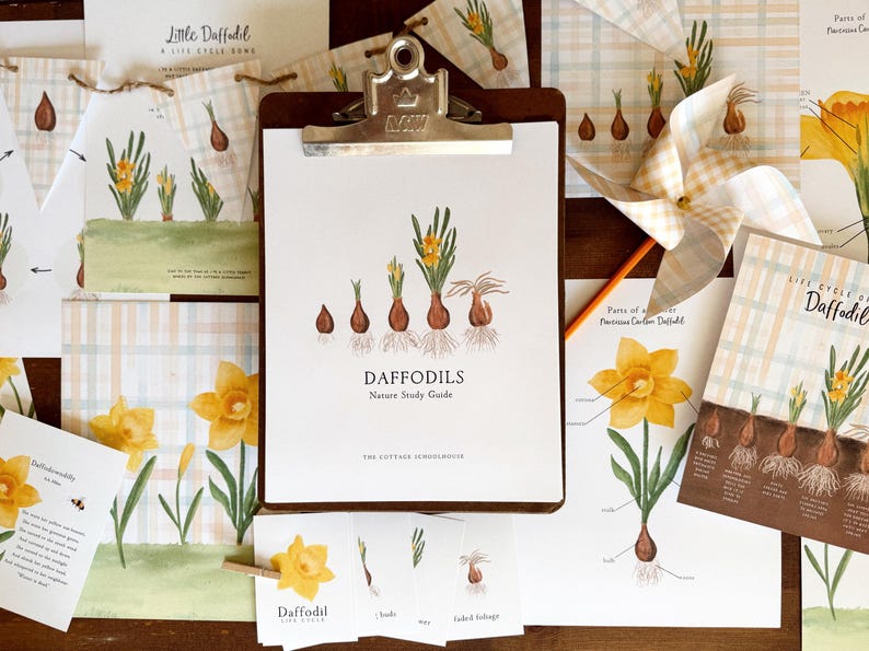 Daffodil Guide | 3 Part Guide | Unit Study Exploring the Life Cycle ...