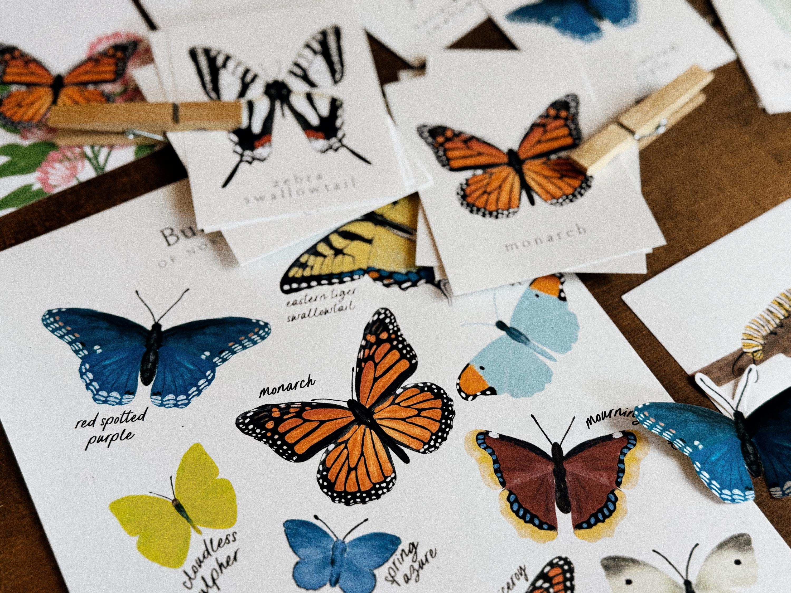 Monarch Butterflies | 5 Lesson Guide | Unit Study Exploring Monarchs ...