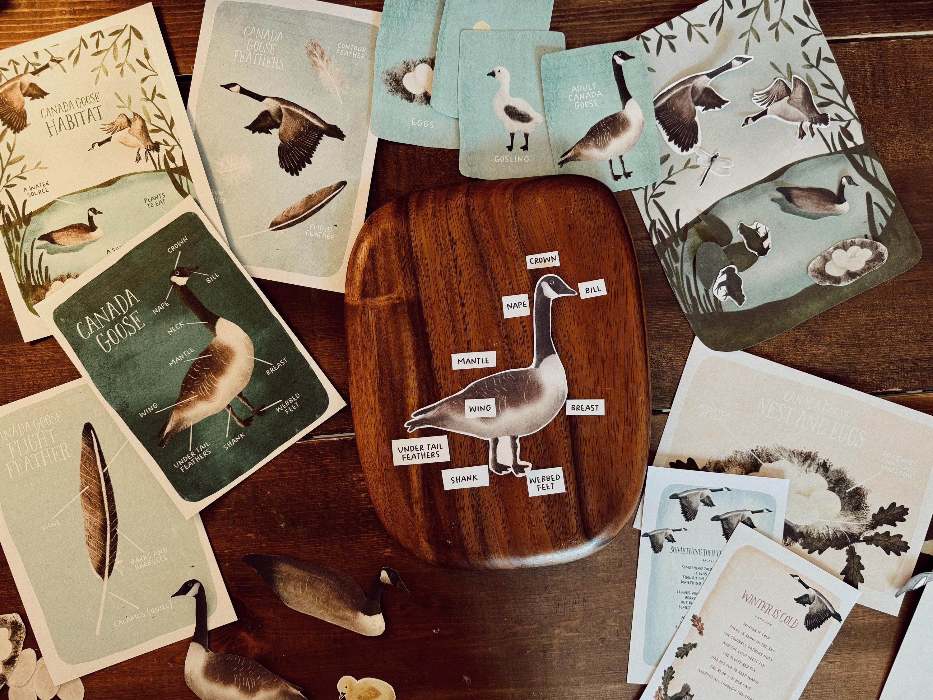 Geese & Migration | 6 Lesson Guide | Unit Study Exploring Canada Geese ...