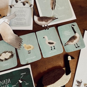 Geese & Migration | 6 Lesson Guide | Unit Study Exploring Canada Geese ...