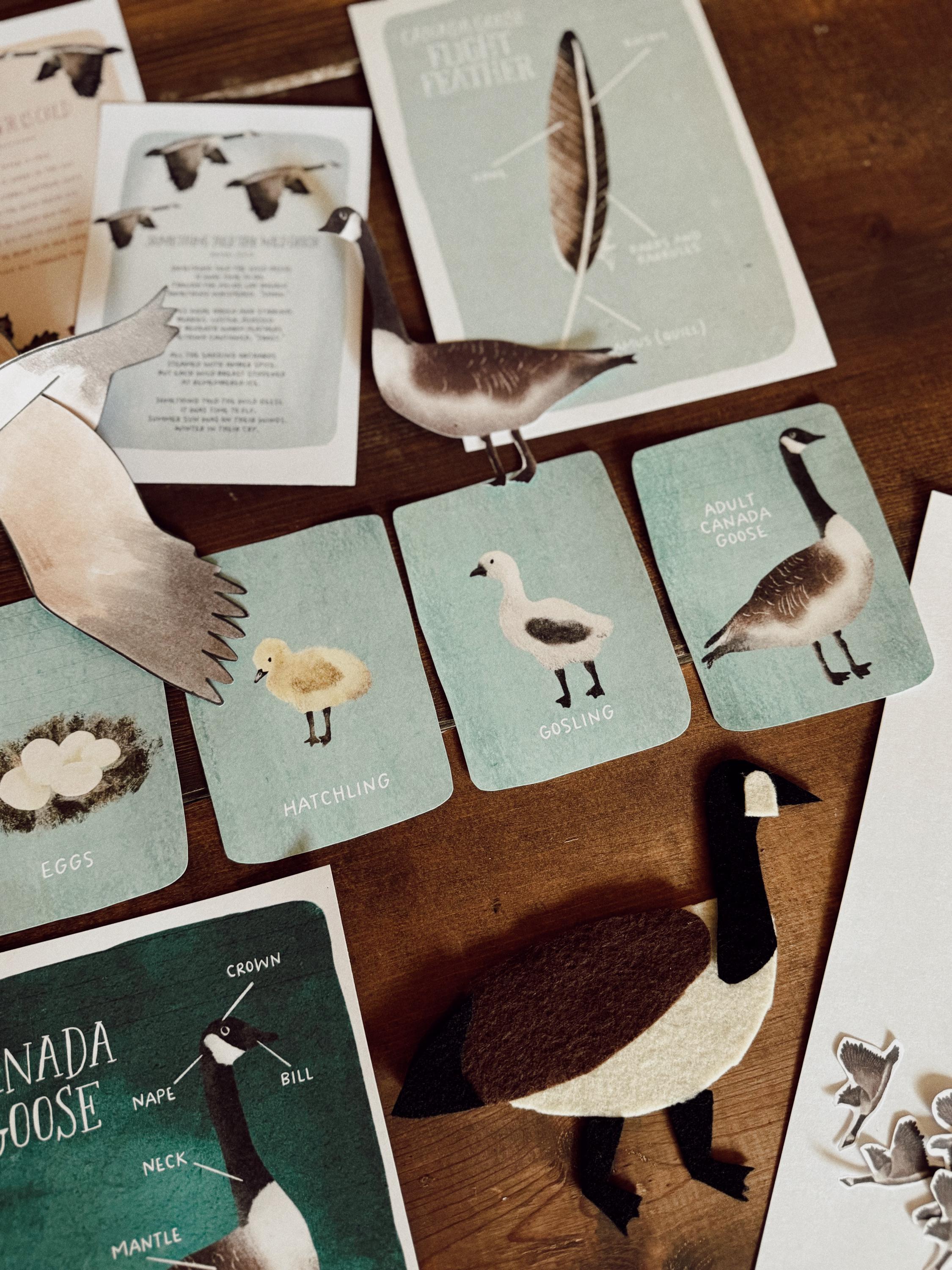 Geese & Migration | 6 Lesson Guide | Unit Study Exploring Canada Geese ...