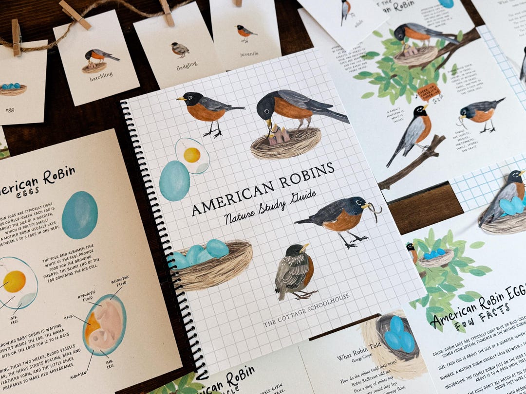 American Robin Guide | 5 Lesson Guide | Unit Study Exploring the Life ...