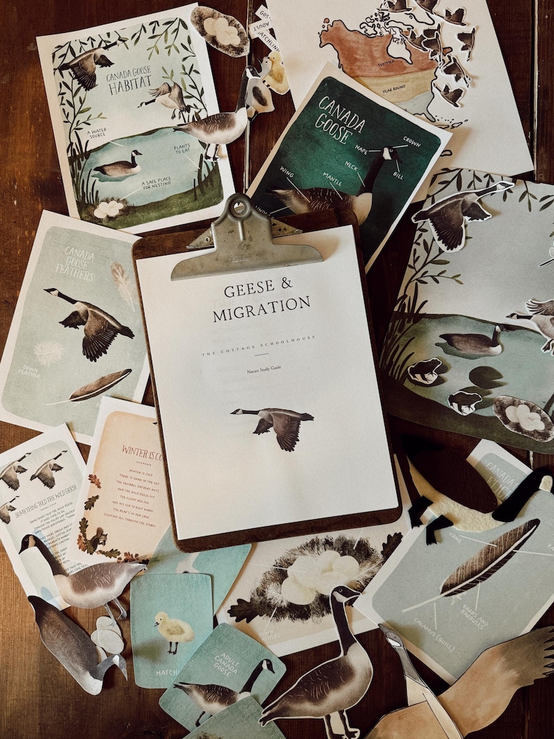 Geese & Migration | 6 Lesson Guide | Unit Study Exploring Canada Geese ...