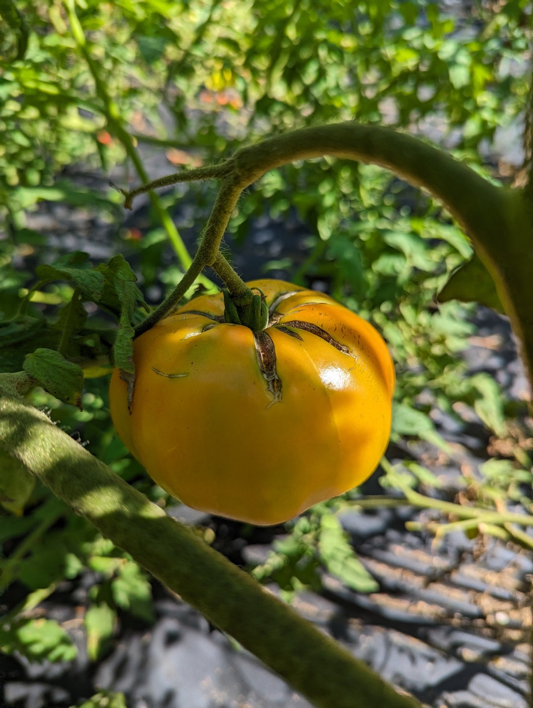 Heirloom Old German Tomato Seeds 20+ Seeds - Etsy