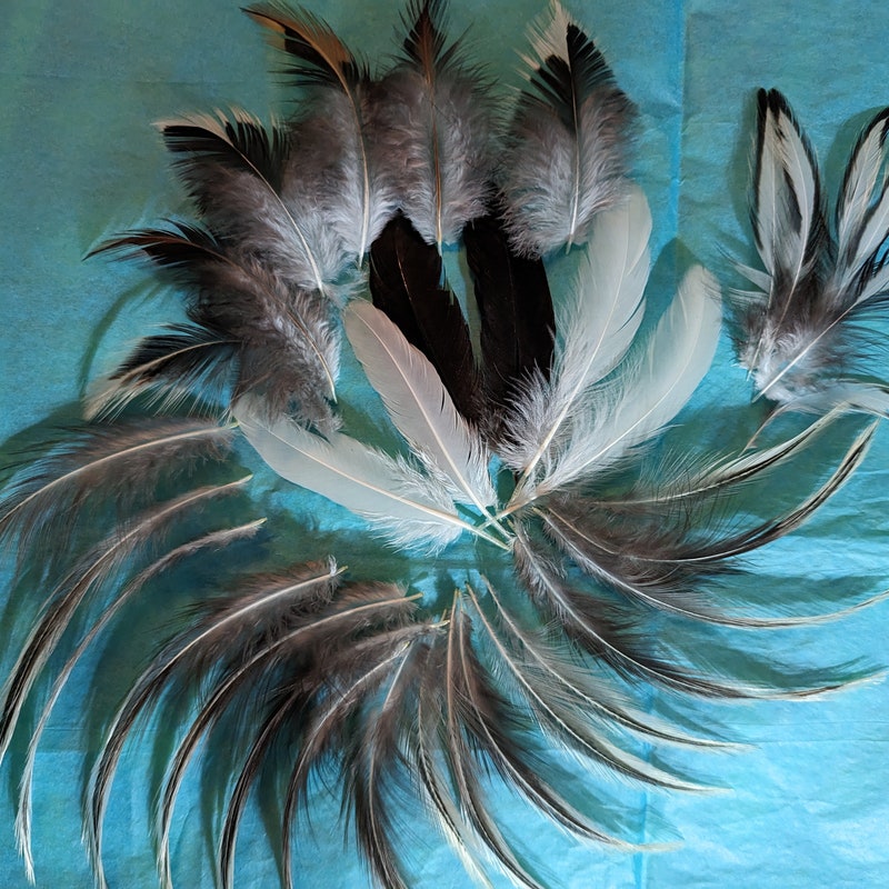 Rooster Feather - Etsy