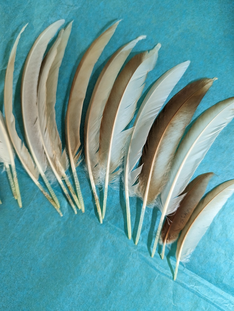 20 White and Tan Wing Feathers Ethically Sourced Cruelty Free Chicken ...