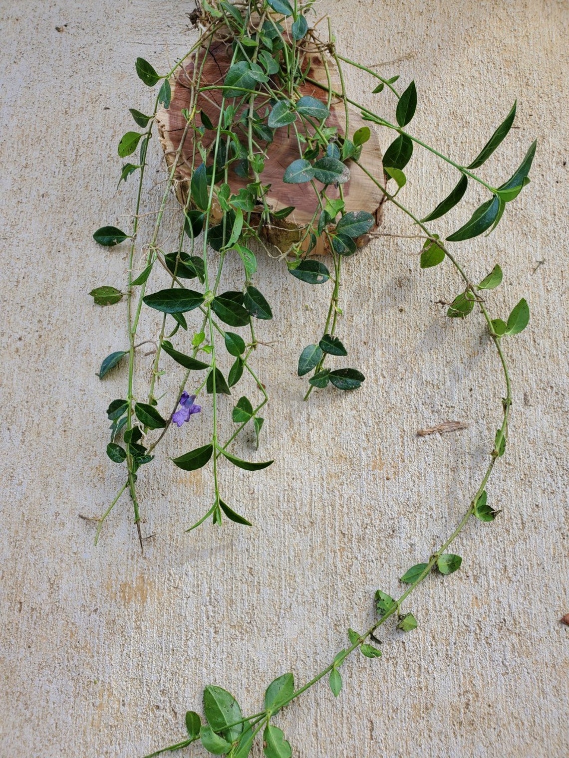 Vinca Minor /periwinkle Creeping Myrtle 20 Bare Root Plants - Etsy