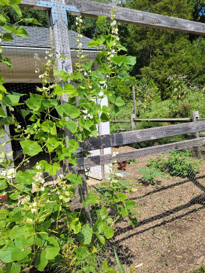 20 Heirloom White Hyacinth Bean Vine Seeds - Etsy