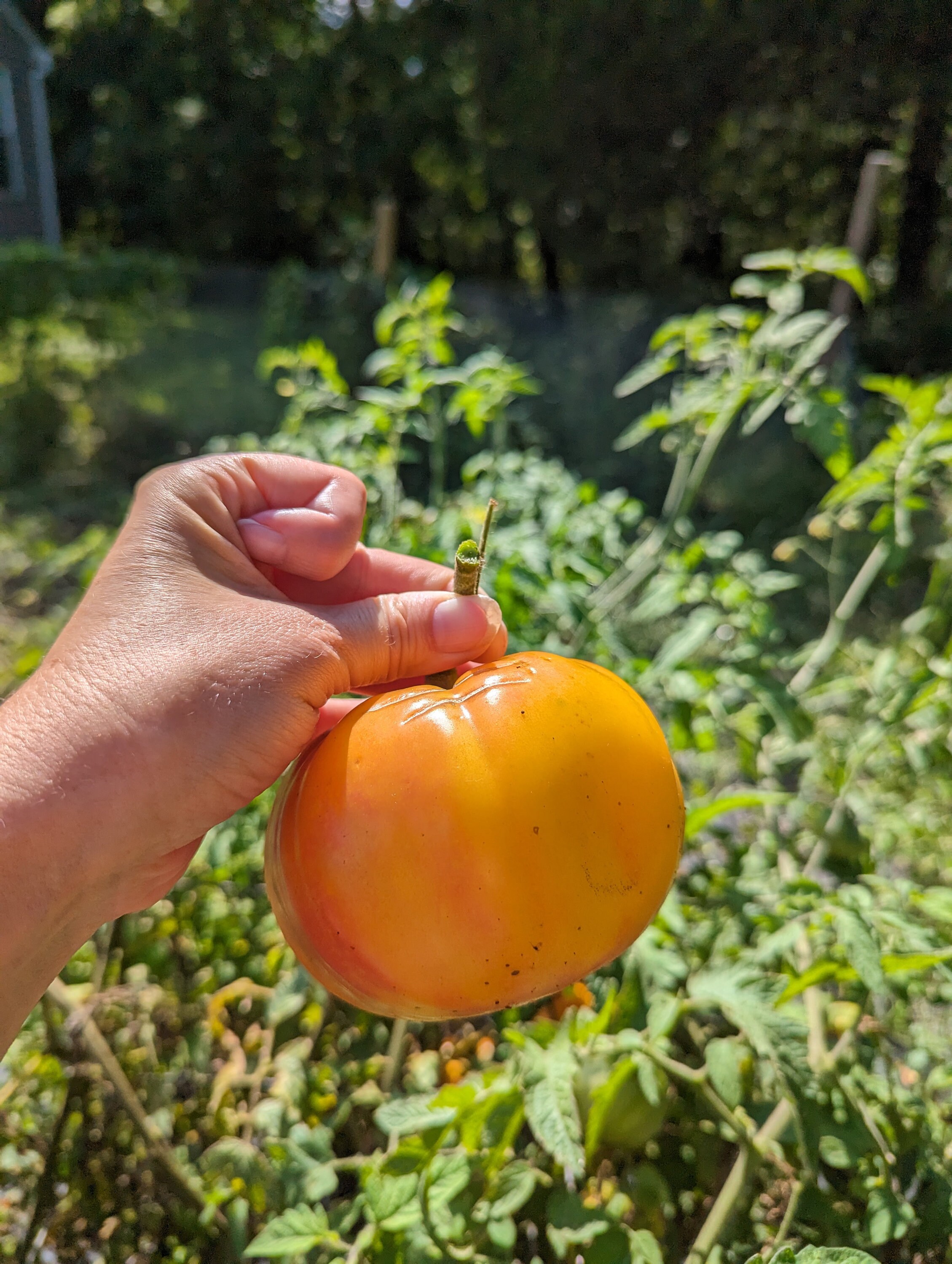 Heirloom Old German Tomato Seeds 20+ Seeds - Etsy