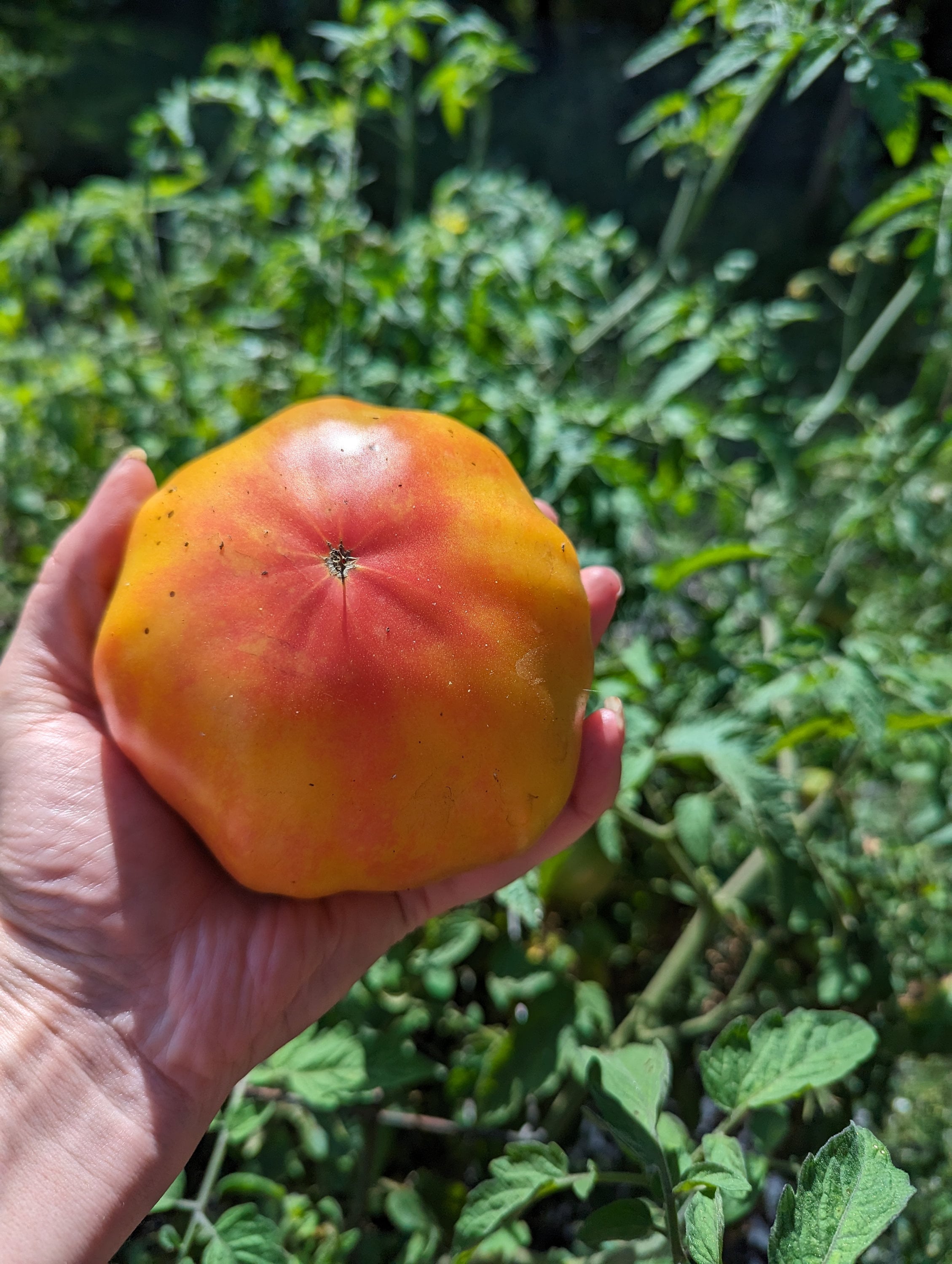 Heirloom Old German Tomato Seeds 20+ Seeds - Etsy