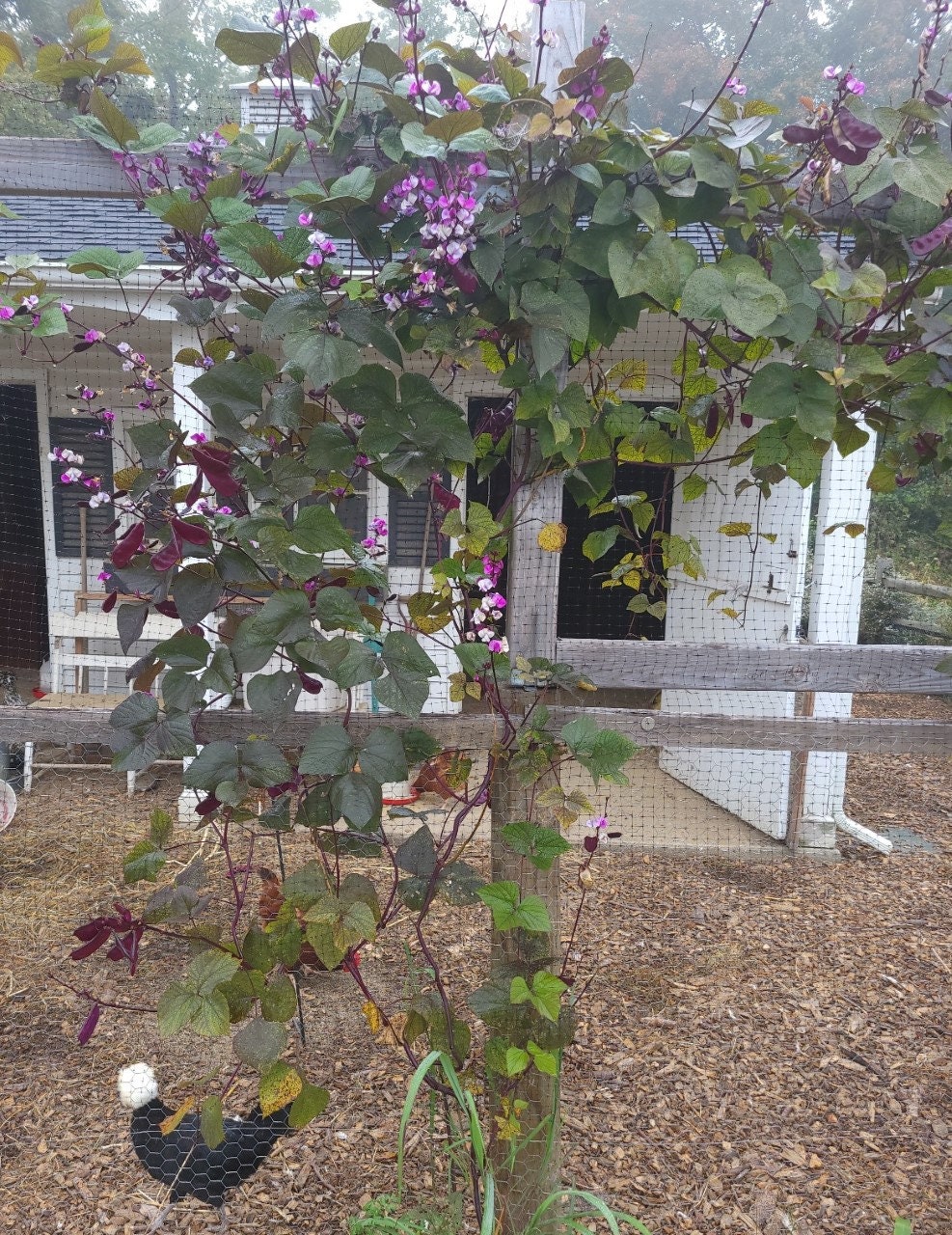20 + Heirloom Purple Hyacinth Bean Vine Seeds - Etsy