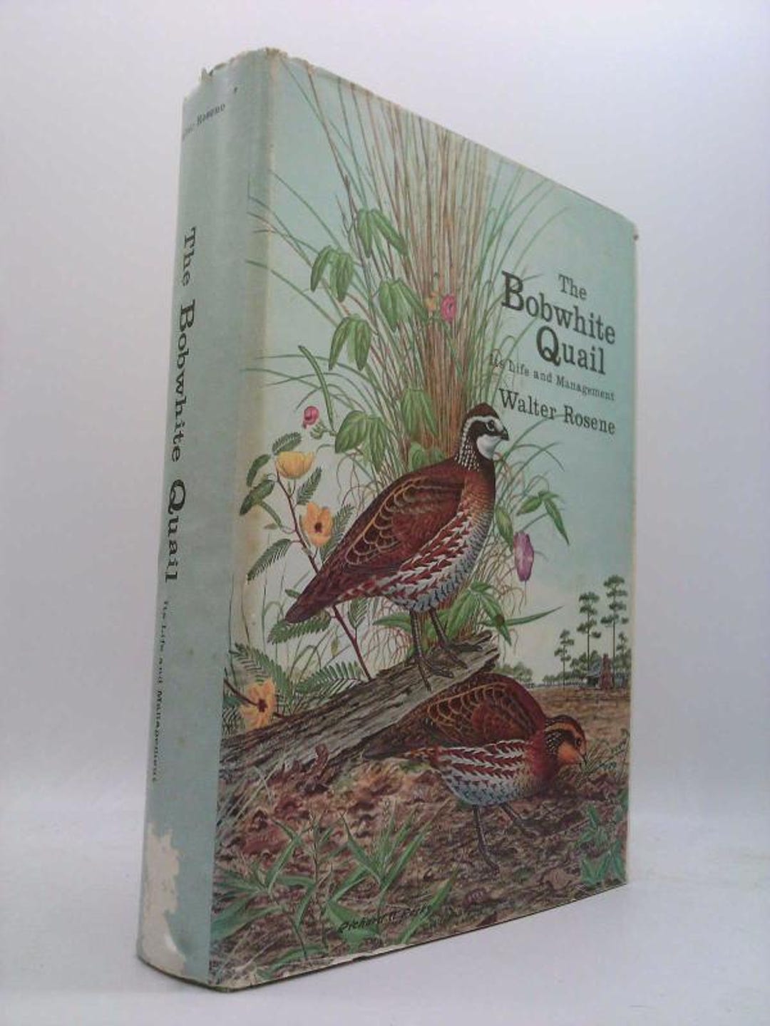 The Bobwhite Quail, Its Life and Management by Walter Rosene - Etsy