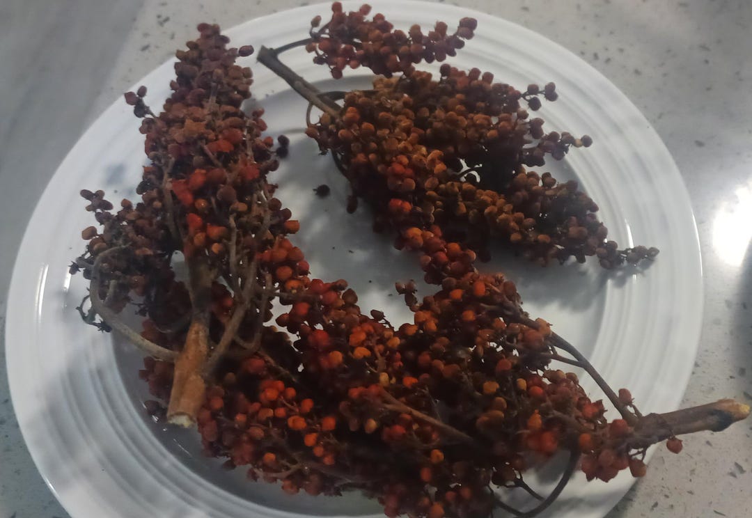 Wild Harvest Smooth Sumac Dried Berry Clusters - Etsy