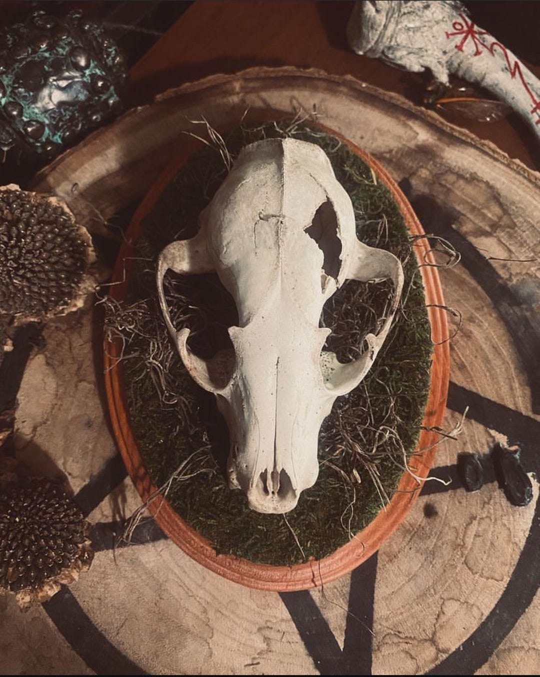 Mossy Racoon Skull Plaque | Curiosities | Bones | Witch Decor - Etsy