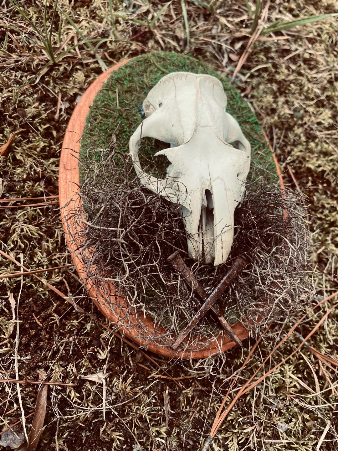 Mossy Woodchuck Skull Plaque | Curiosities | Bones | Witchy Decor - Etsy