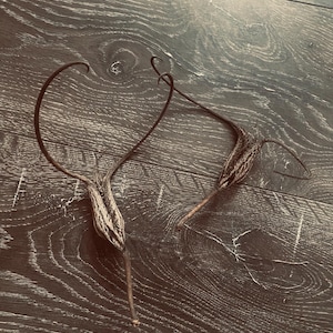 Devils Claw | Seed Pod | Unicorn Plant | Witchcraft - Etsy